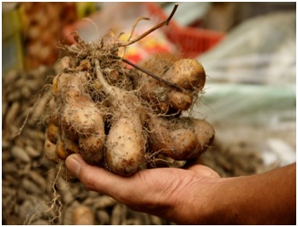 Wild Yam Root: How it Works, Benefits, Clinical Studies And Side Effects